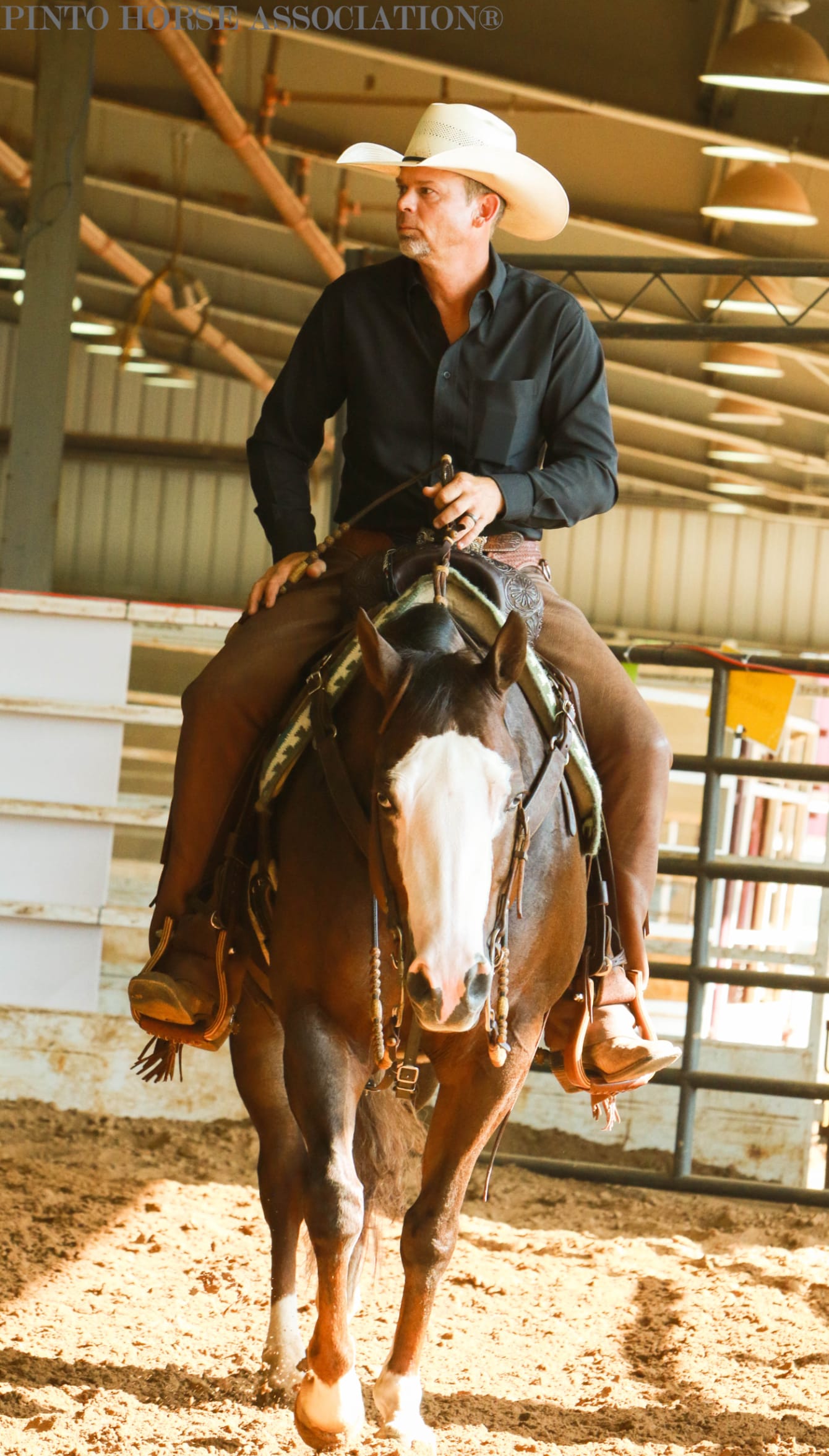 Welcome To Pinto Horse Association Of America!